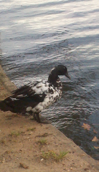 Mulard (Mule Duck) | Project Noah