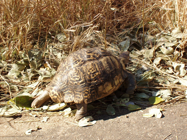 Leopard tortoise | Project Noah