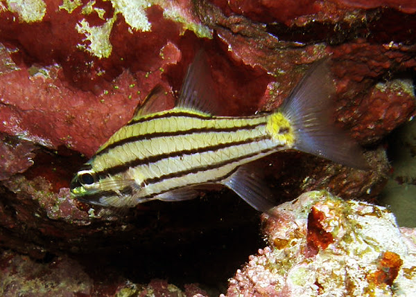 Five-lined cardinalfish | Project Noah