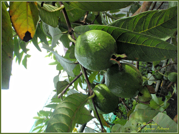 Bayabas, Guava | Project Noah