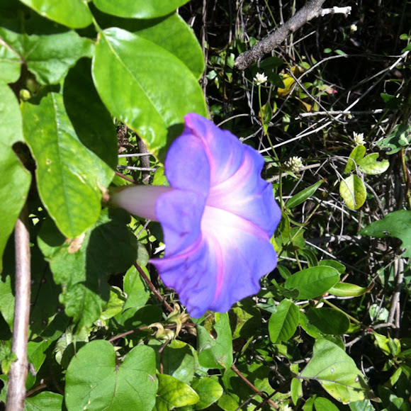 Blue Dawn Flower | Project Noah
