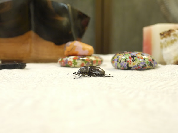 juggernaut beetle | Project Noah