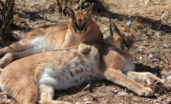 Caracal | Project Noah