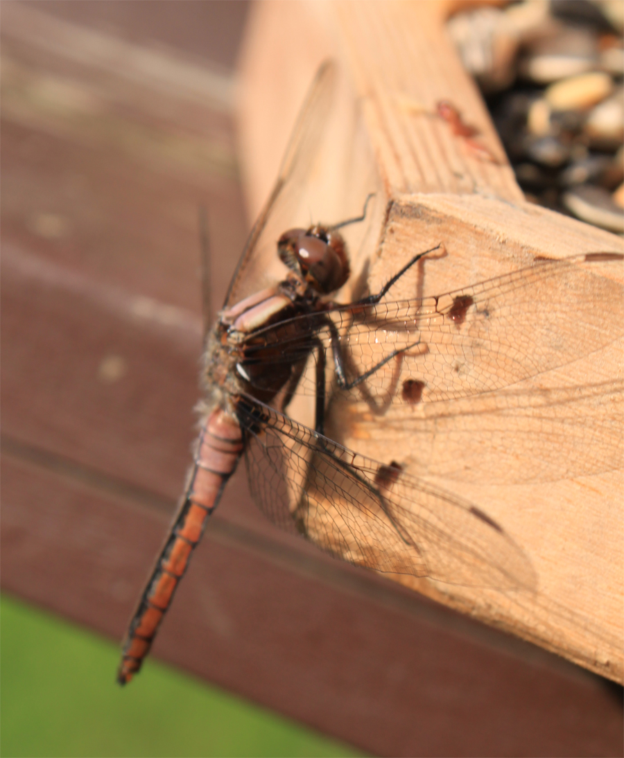Chalk-fronted Corporal | Project Noah