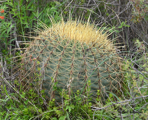Barrel Cactus | Project Noah
