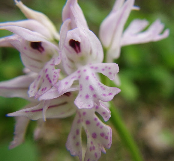 Three-toothed orchid, trozubi kaćun | Project Noah