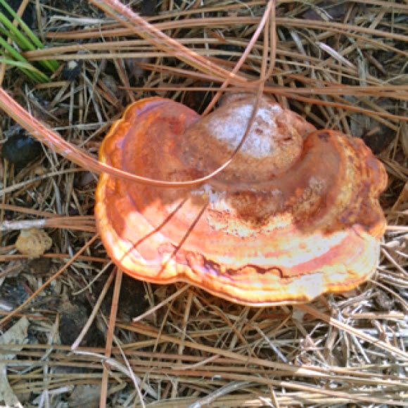 Ganoderma spp. | Project Noah