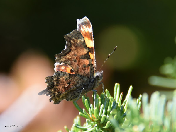 Hoary Comma Butterfly | Project Noah