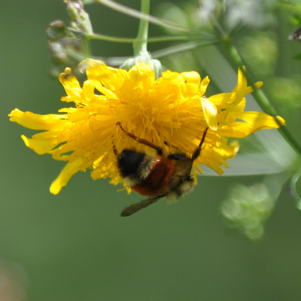 Tricolored Bumble Bee | Project Noah