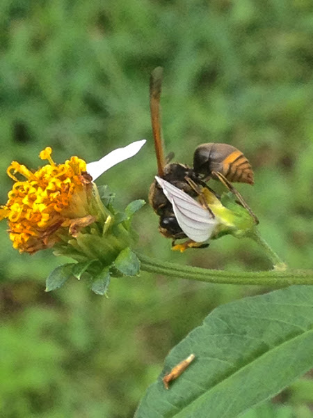 Keyhole Wasp | Project Noah