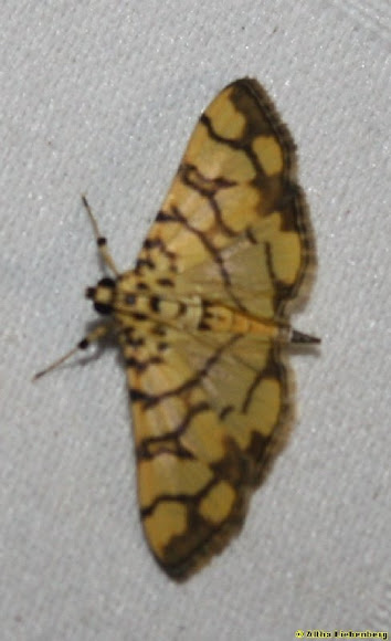 Netted Pearl | Project Noah