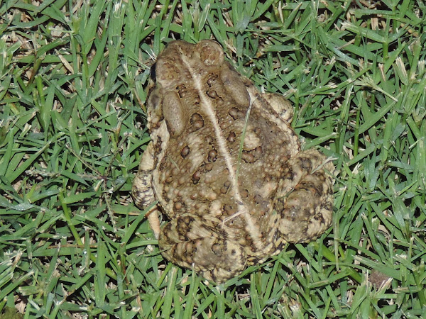 Woodhouse's Toad | Project Noah