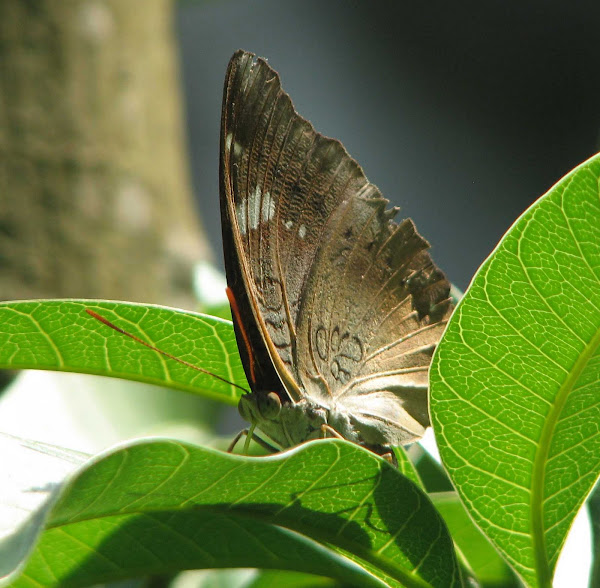 common baron | Project Noah