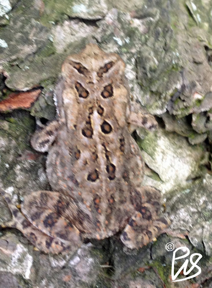 Fowler's Toad | Project Noah