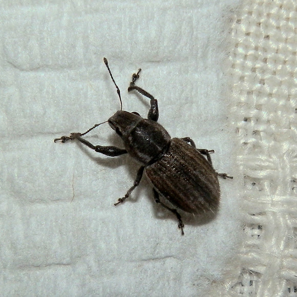 White-fringed Weevil | Project Noah