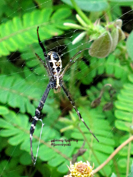 Argiope Writing Spider ♀ | Project Noah