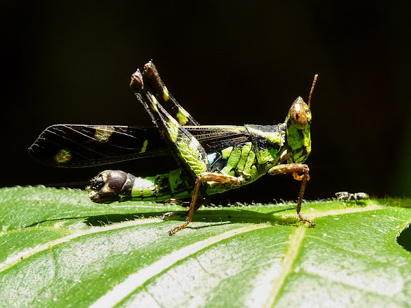 Spot Monkey-grasshopper | Project Noah