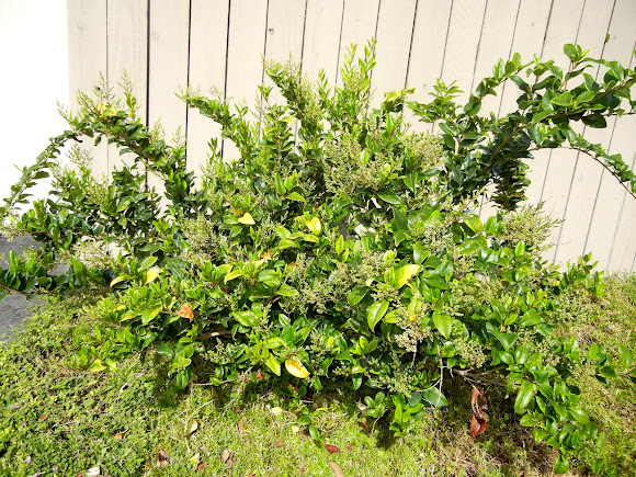 Chinese privet bush | Project Noah