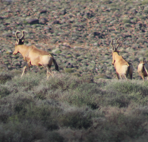 Red Hartebeest | Project Noah