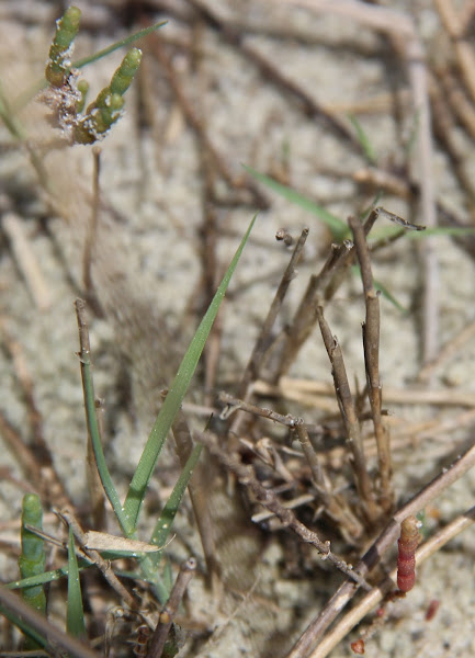Dwarf Glasswort | Project Noah