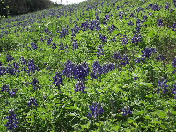 More Texas Bluebonnets | Project Noah