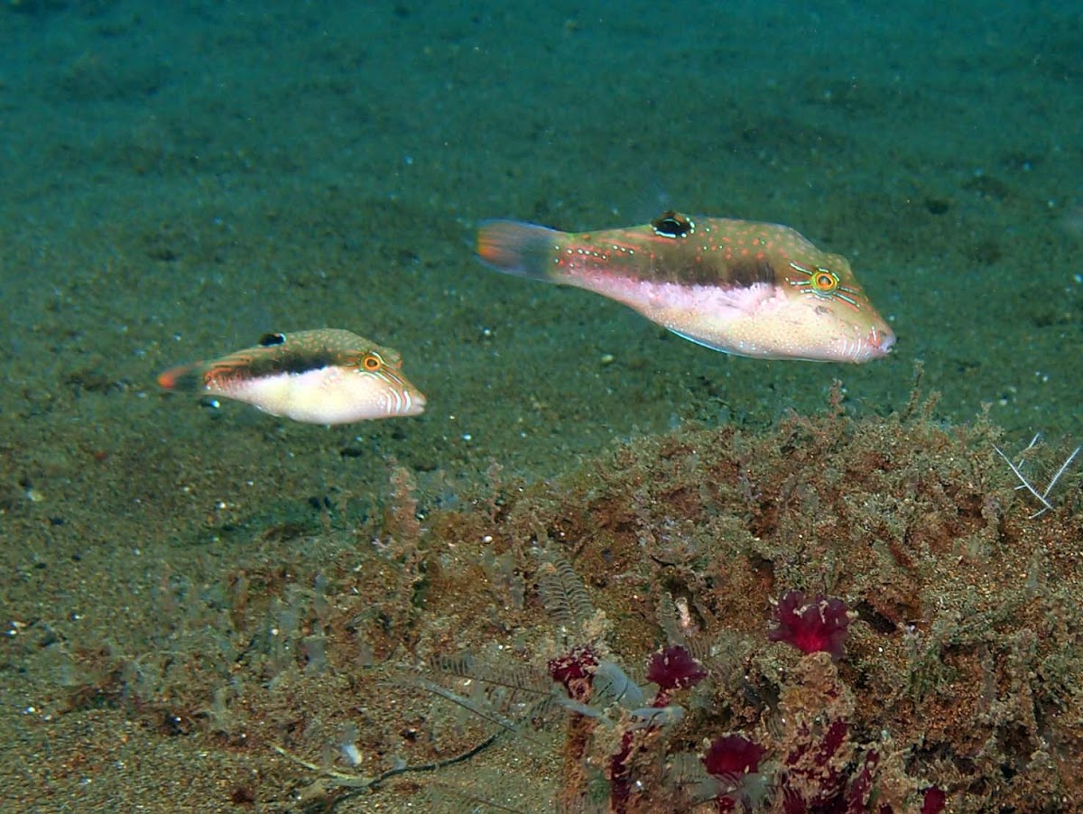 Bennett´s sharpnose puffer | Project Noah