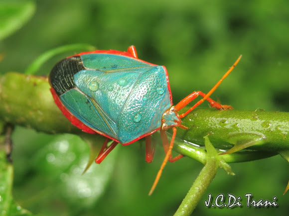Blue Stink bug | Project Noah