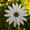 Double Pink Marguerite Daisy (Vancouver cultivar) | Project Noah