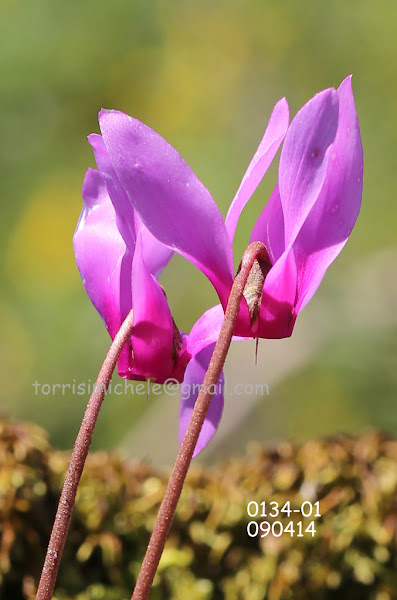 Cyclamen repandum | Project Noah