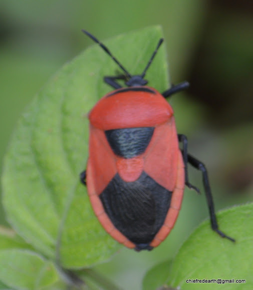 Cucurbit Stink Bug, Red Pumpkin Bug | Project Noah