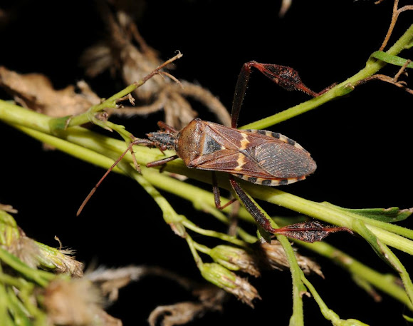 Western leaf-footed bug | Project Noah