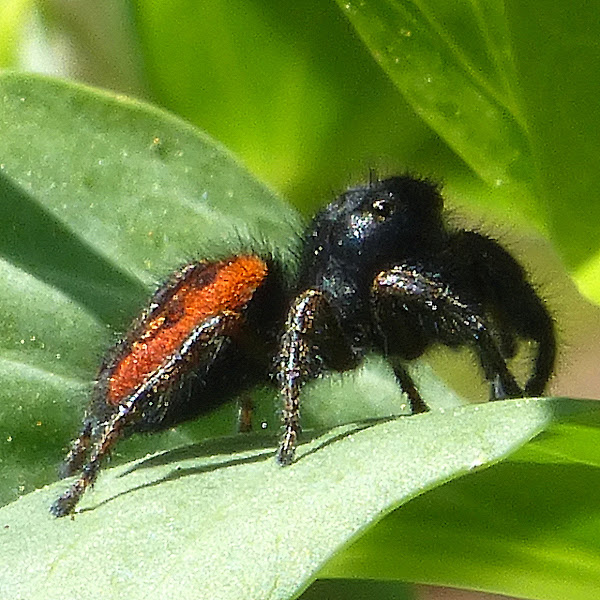 Red Backed Jumping Spider {Female} | Project Noah