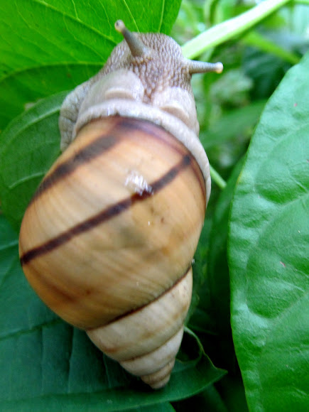 Banded Tree Snail | Project Noah