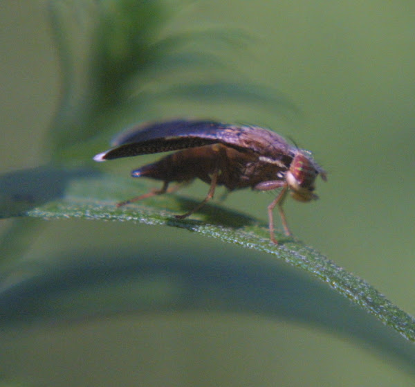 Fruit Fly | Project Noah