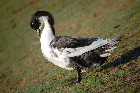 Mulard | Project Noah