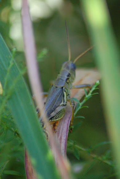 migratory grasshopper | Project Noah
