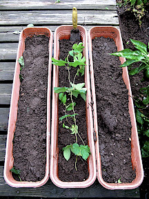 Propagating Hops | Gowanus Brewery