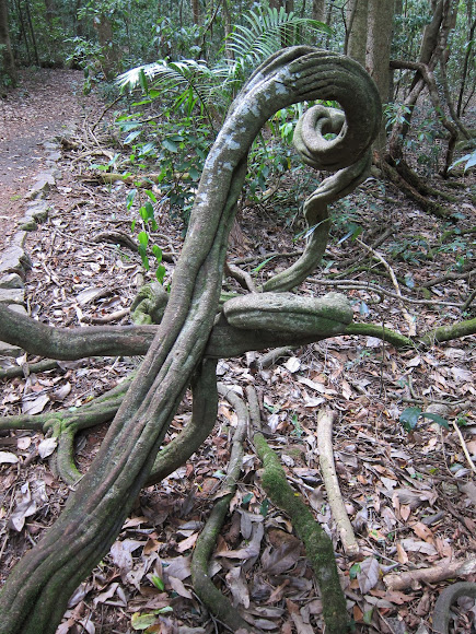 Giant Liana | Project Noah