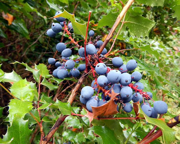 Oregon Grape | Project Noah