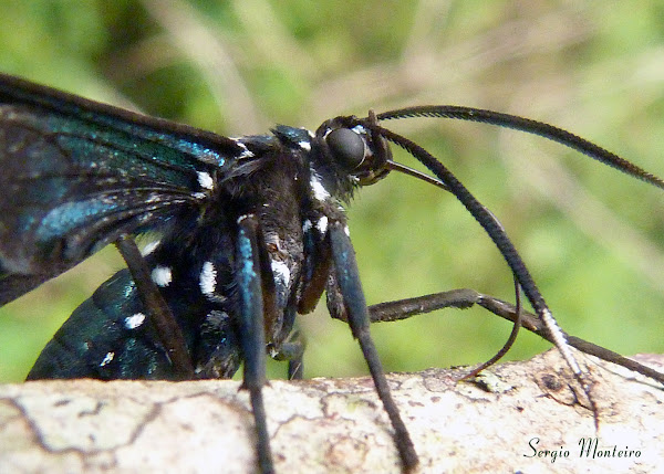 Southern Cyan Tiger Moth | Project Noah