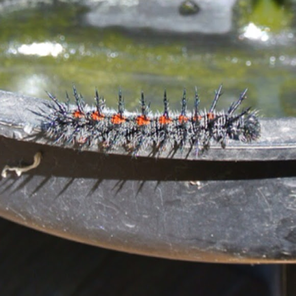 Spiny Elm Caterpillar/Mourning Cloak | Project Noah