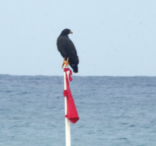 Common Black Hawk | Project Noah