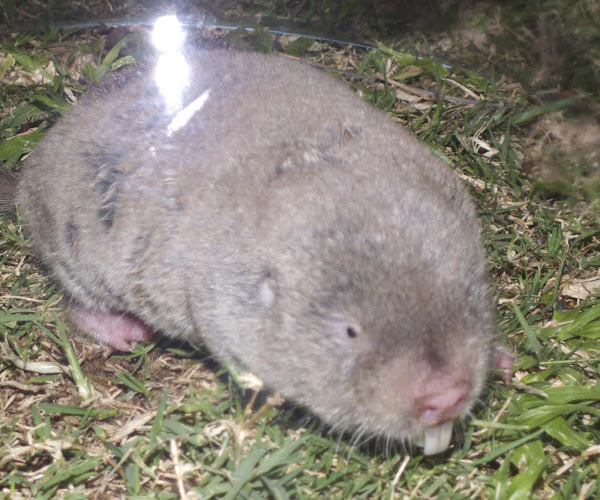 Common Mole Rat | Project Noah