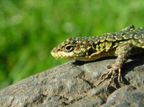 Lagartija (Jewel Lizard) | Project Noah