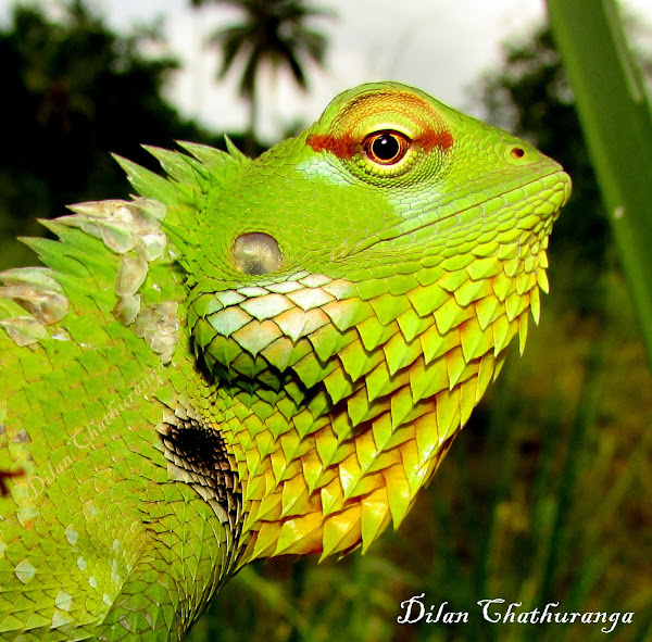 Green Forest Lizard | Project Noah