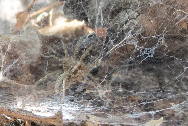 Corner Spider | Project Noah