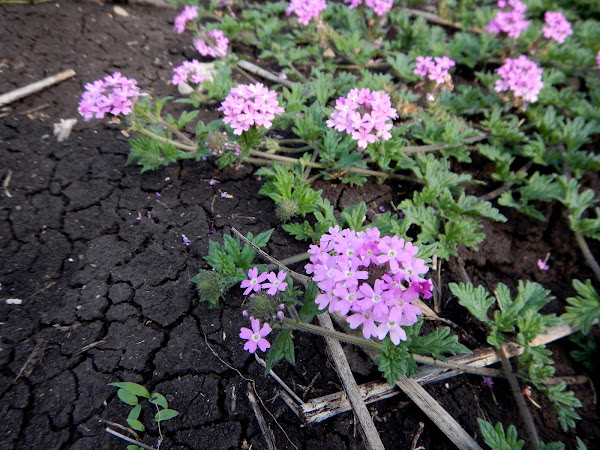 Gooding's verbena | Project Noah