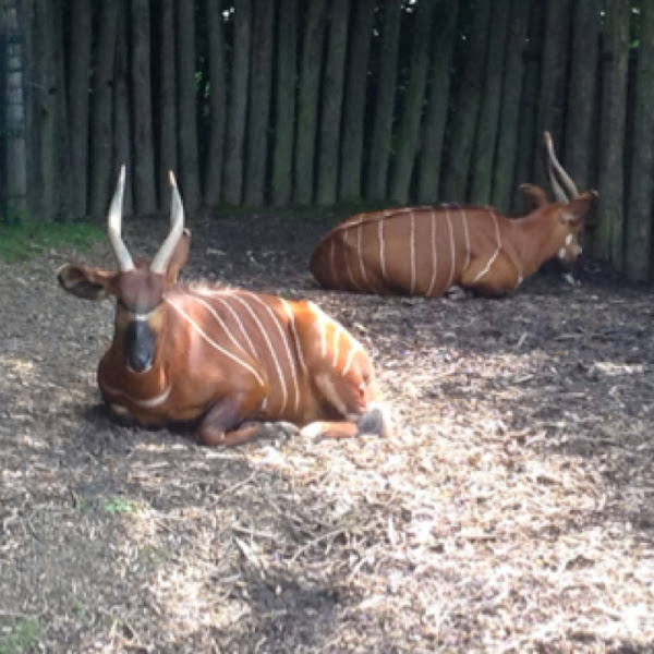 the Bongo antelope | Project Noah