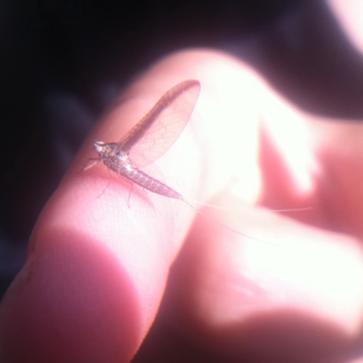 Mayflies | Project Noah