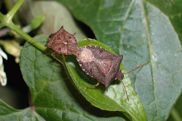 Dusky stink bugs (mating) | Project Noah